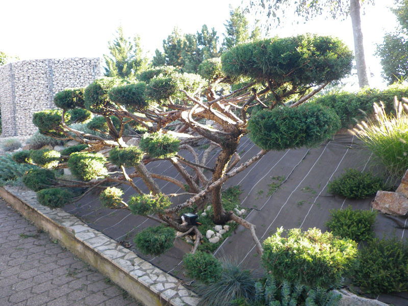 Taille En Nuage Juniperus